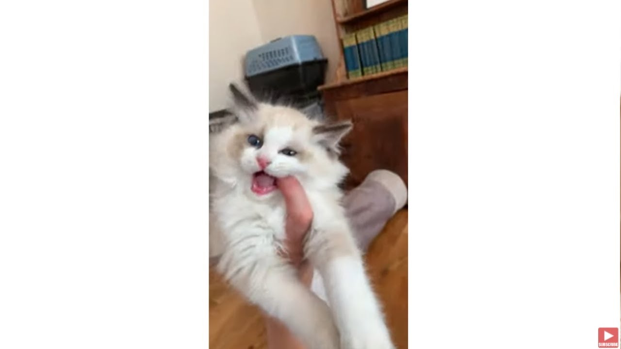 11-Week Old Ragdoll Kittens from Bluedreamer Ragdolls - YouTube