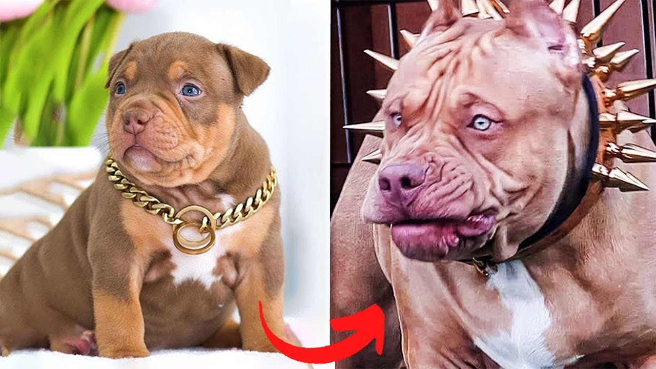 Badass Dog Transformation Videos | I'm A Big Kid | Furry Buddy - YouTube