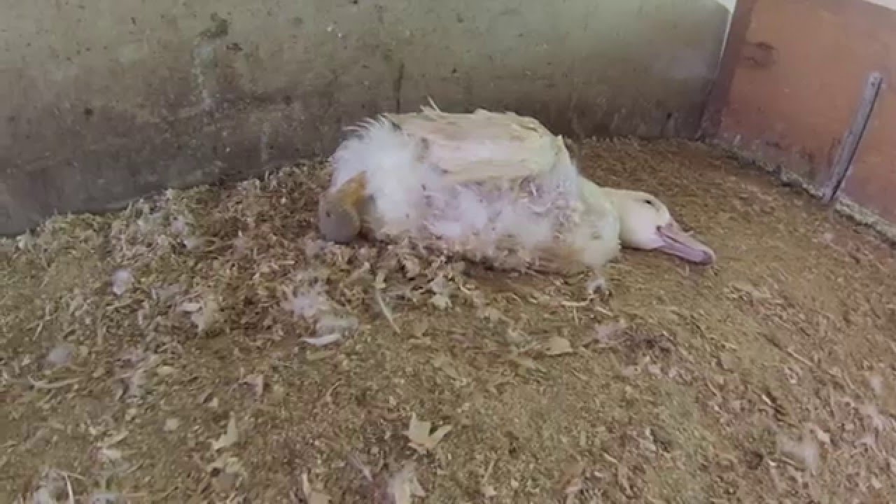 Foie gras : la fabrique des canards mulards - YouTube