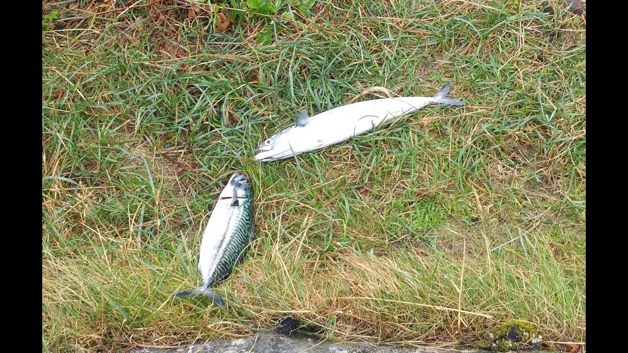 Pescuitul macroului de Atlantic cu taparina in Norvegia in insulele ...