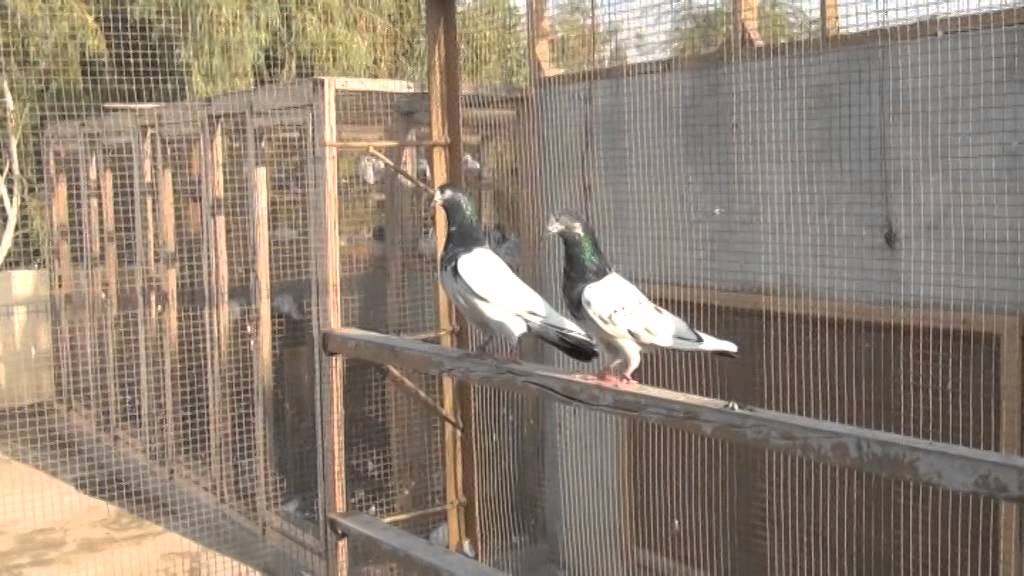 Pakistani High Fly pigeons Special 2015 pat 02 - YouTube