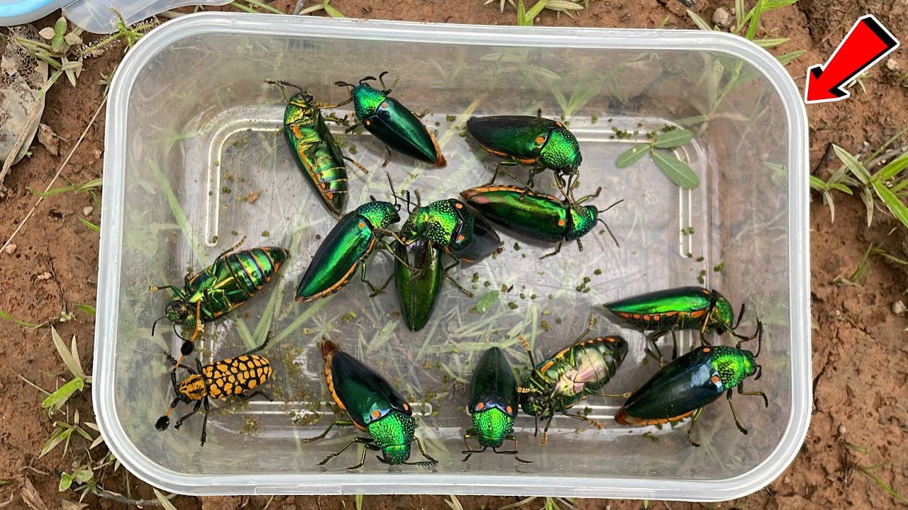 I Catch Giant Beetles Flying | Jewel Beetles, Longhorn Beetle! - YouTube