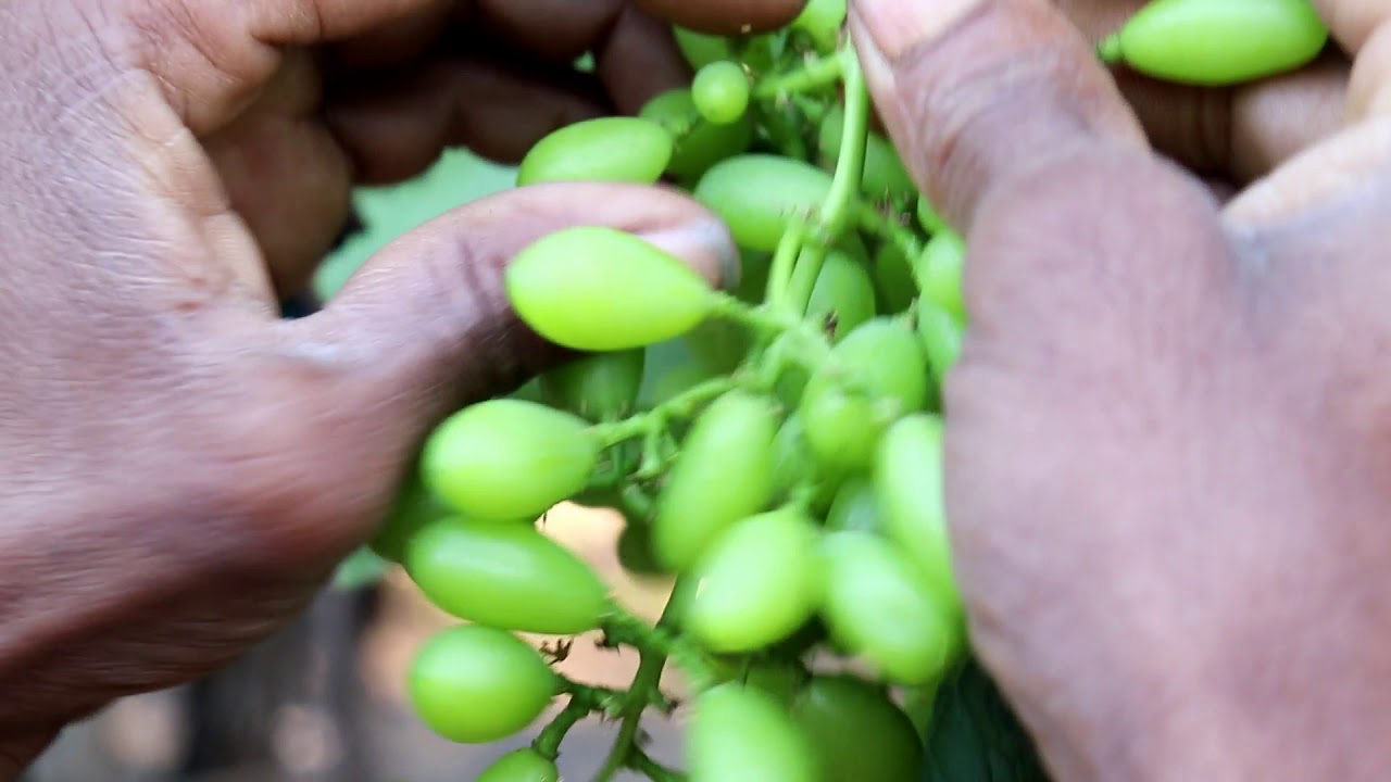 Natural Grapes Thining - YouTube