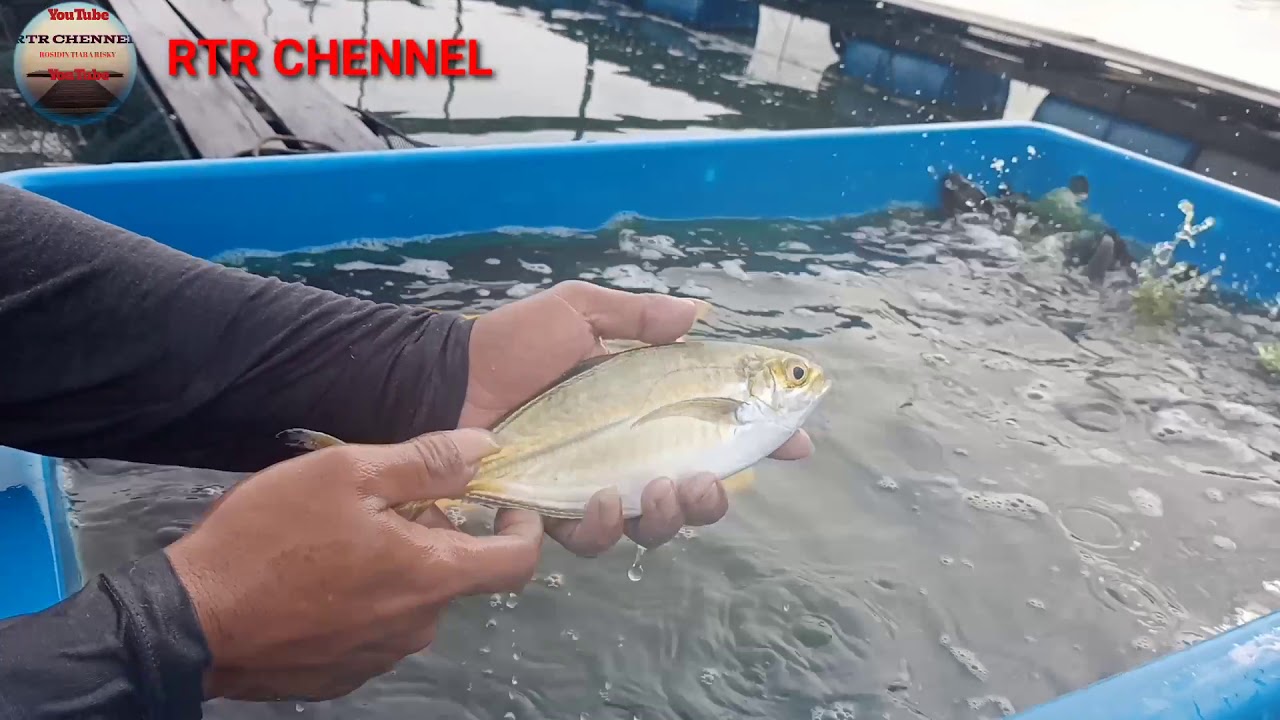cuci ikan kertang kecil dari rakit sblelah.... - YouTube