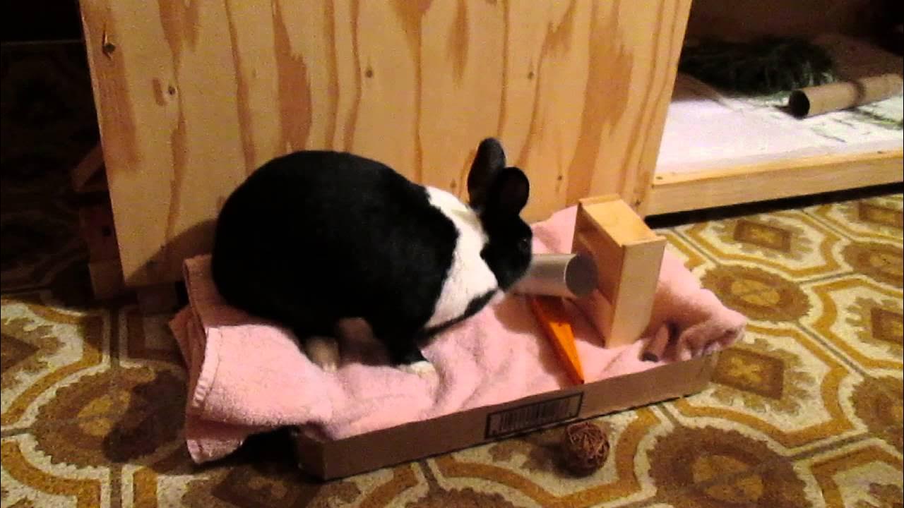Bunny temper tantrum! - YouTube