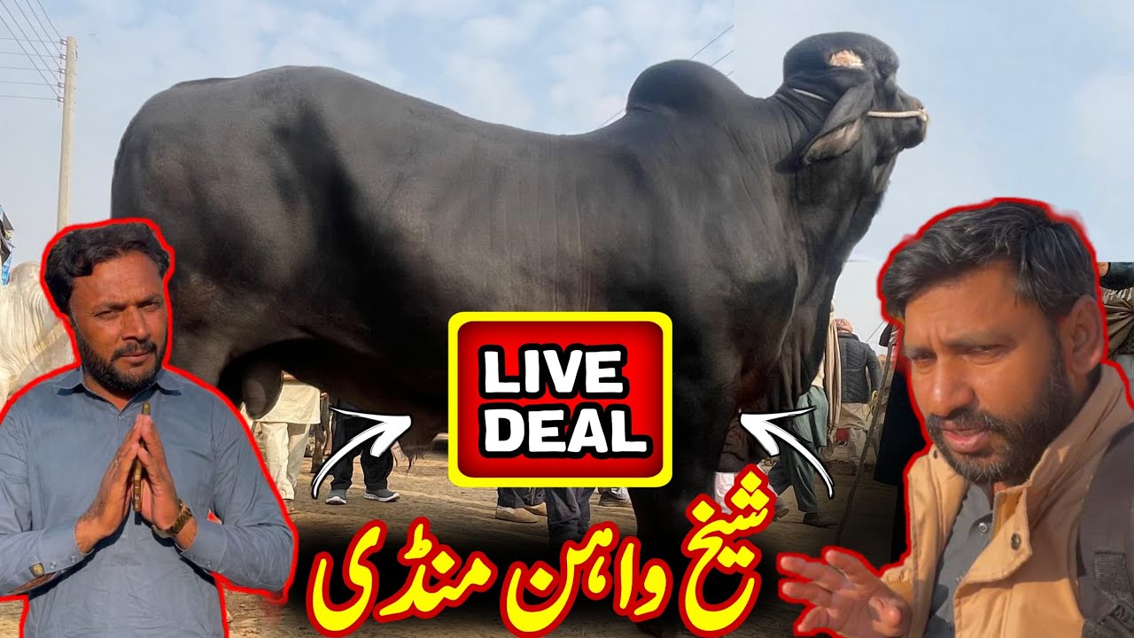 Sheikhwan Cow Mandi Updates ️‍🔥Nookray, Ablak, Cholistani Bulls Updates ...