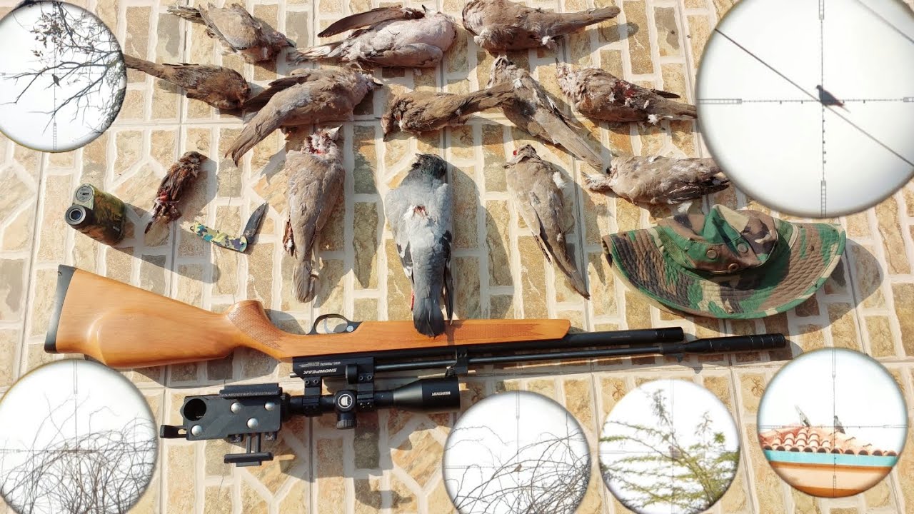hunting of dove, pigeon, and sparrow with PCP AIRGUN.#hunting # ...