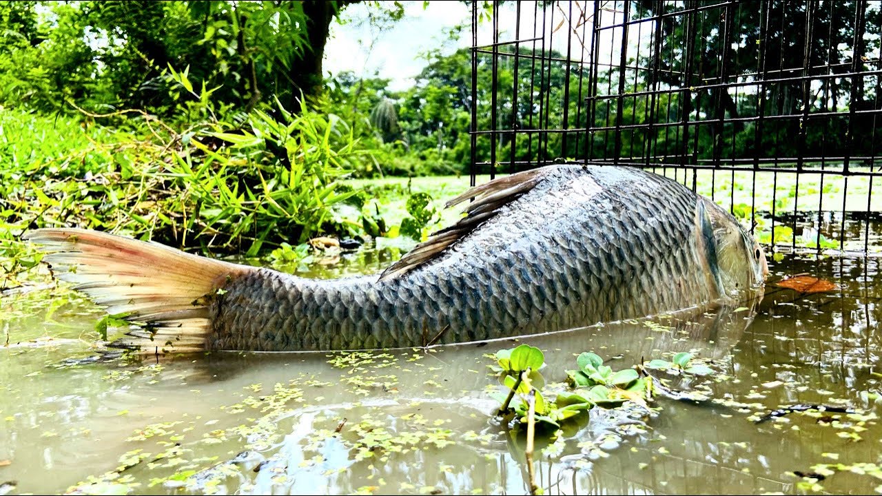 Fishing in Rainy Season Water | CAGE TRAP Catfish & Catla Fish ...