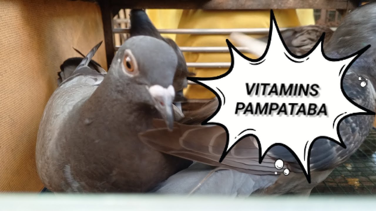 KALAPATI NA NAMAN pt 36 - YouTube