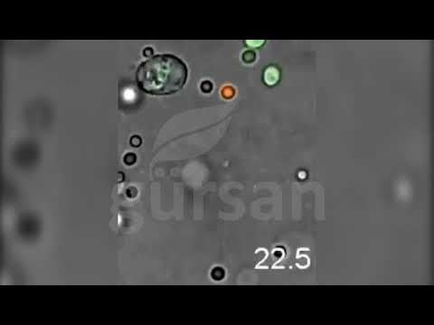 Multiway Clean Dezenfektan Ürünleri