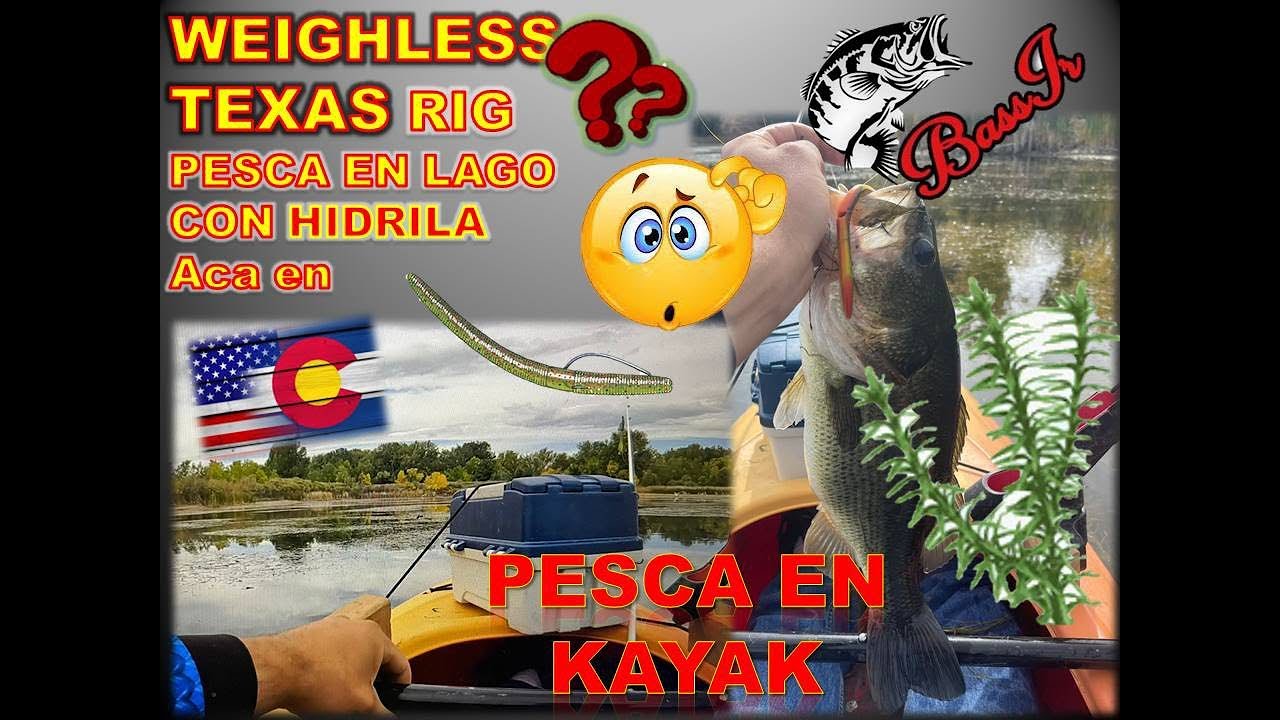 WEIGHTLESS TEXAS RIG con SENKO!! ¡¡Pescando en LAGO con HIDRILLA😲🤯🎣 ...