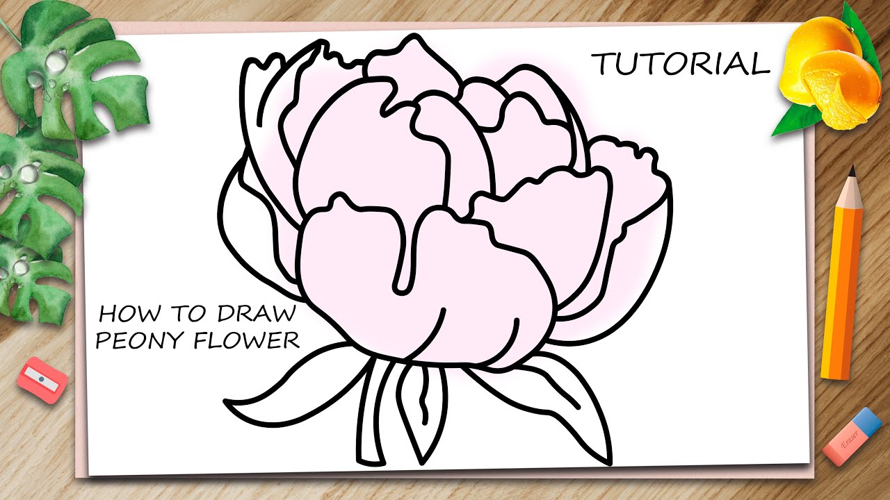 How To Draw The State Flower Of Indiana Step By Step - Infoupdate.org
