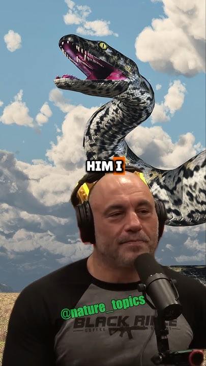 World’s Biggest Snakes: Python vs. Anaconda | Joe Rogan & Forrest ...