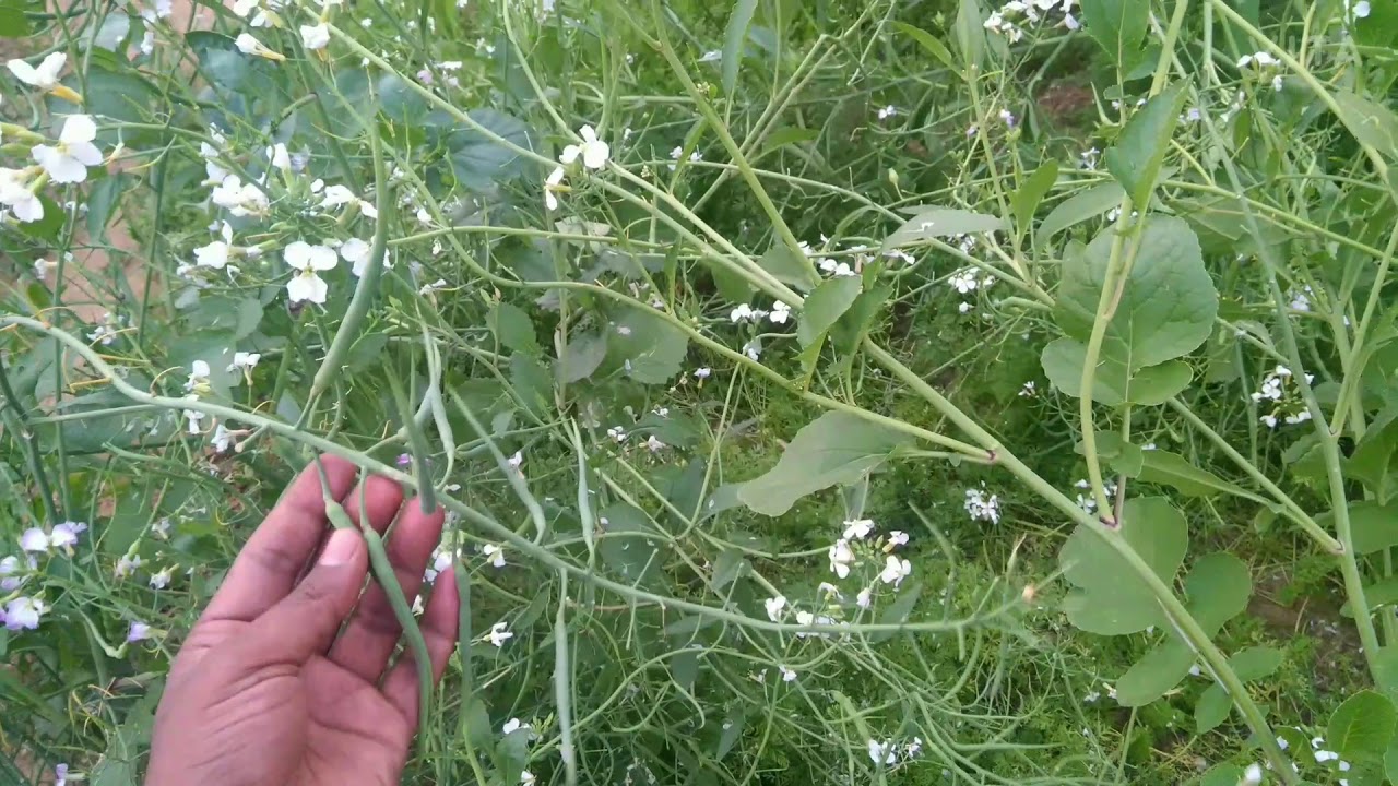 Mogri, mogri plant, mogri ki sabji, mogri seeds... - YouTube