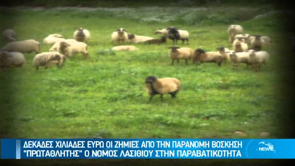 Η ΠΑΡΑΝΟΜΗ ΒΟΣΚΗΣΗ ΚΟΣΤΙΖΕΙ ΣΤΗΝ ΚΡΗΤΗ - YouTube