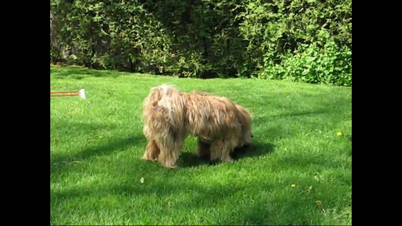 Tibetan Terrier "Mojo The Flying Mop"! - YouTube