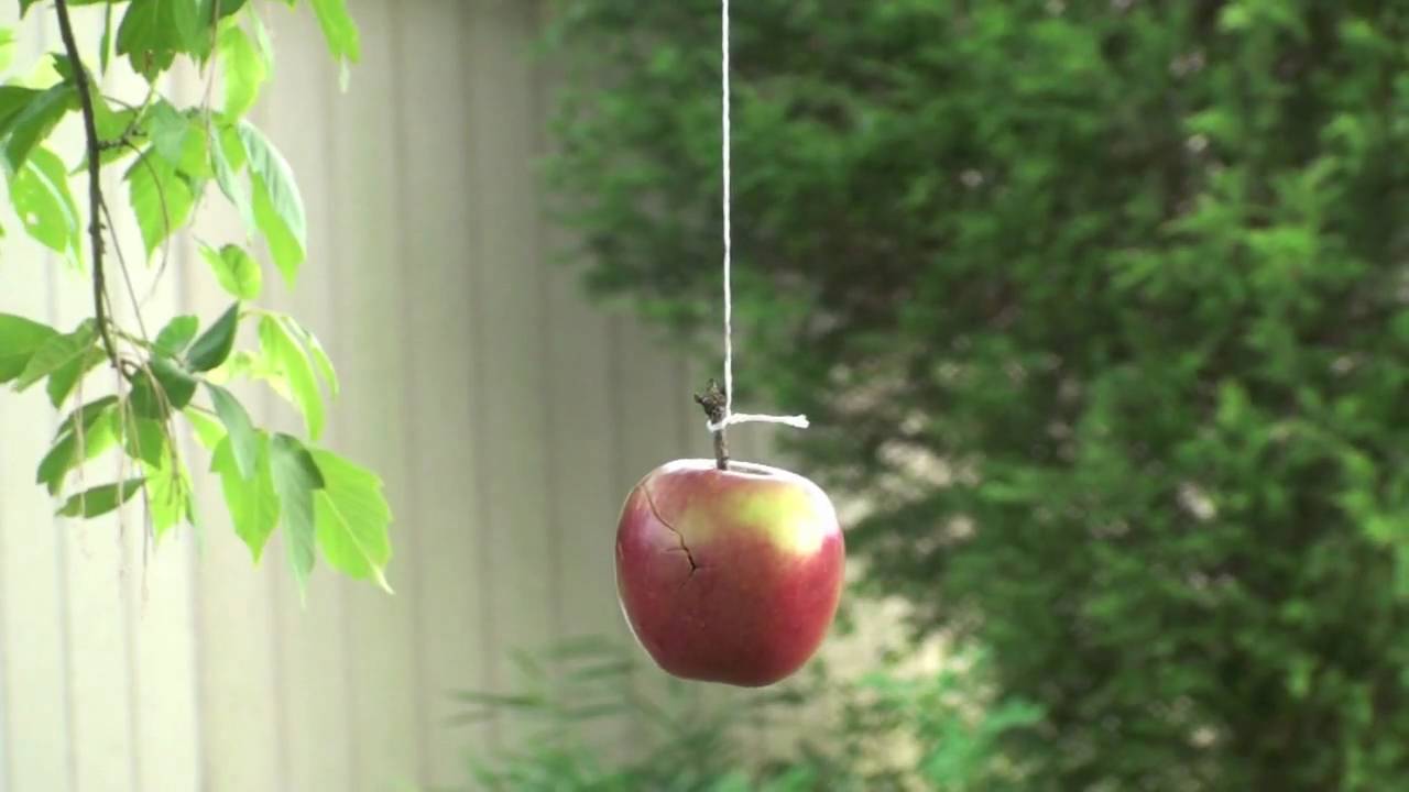 Apple Shooting - YouTube