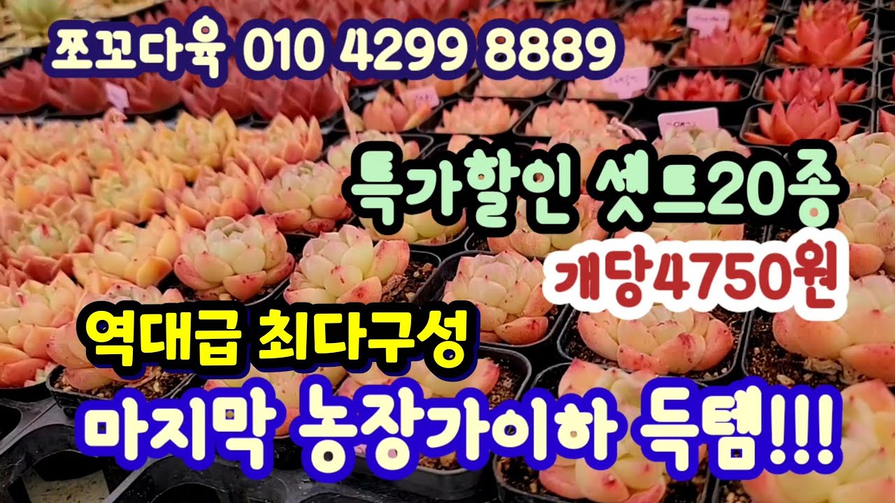 쪼꼬다육 마지막농장가이하 특가할인셋트구성20종고급종 창다육은 다나왔어요돌기마리아금 마리에타 곰마리아 블랙사바스 그램린