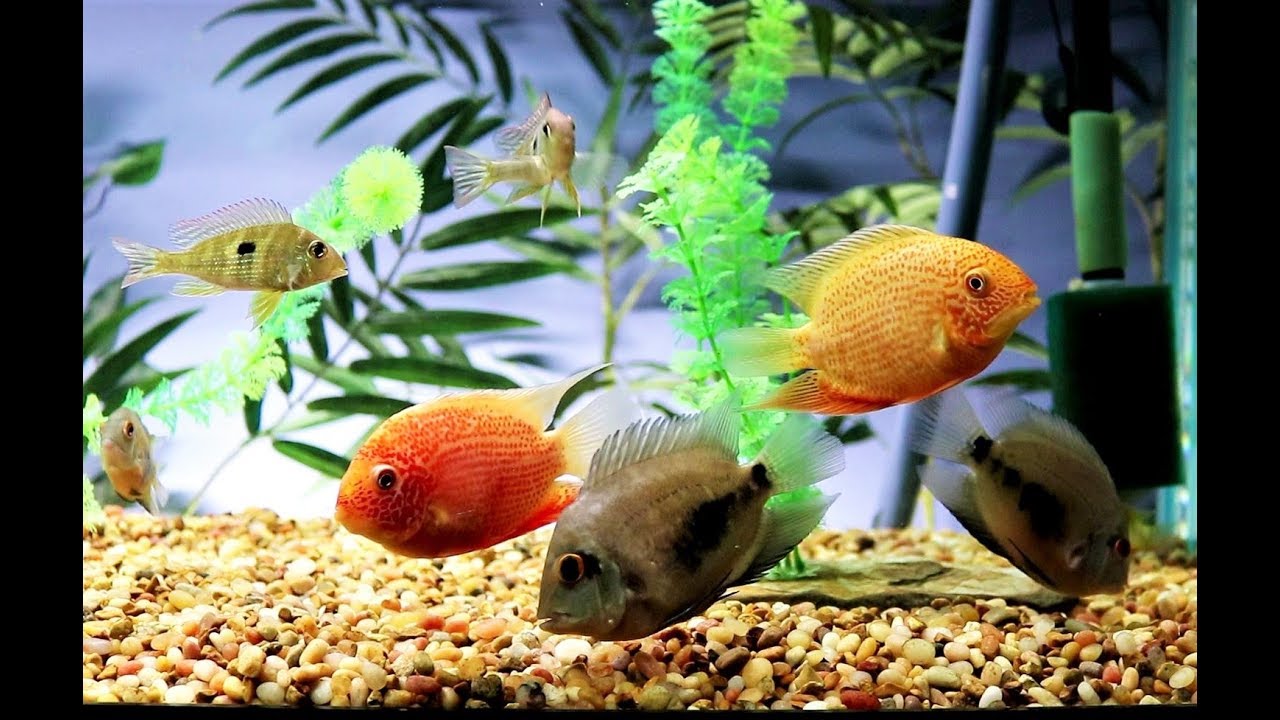 Uaru cichlid Tank Mates - YouTube