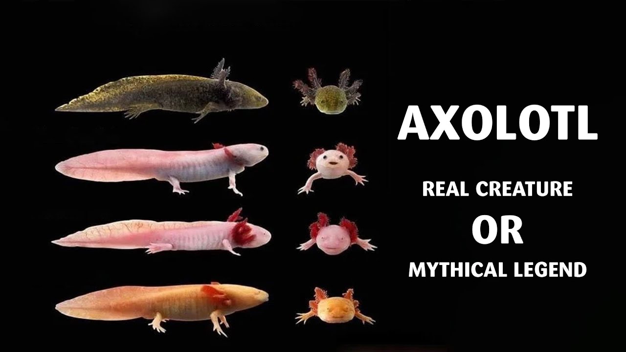 Is the Axolotl a Real Creature or a Mythical Legend? | 10 Knowledge ...
