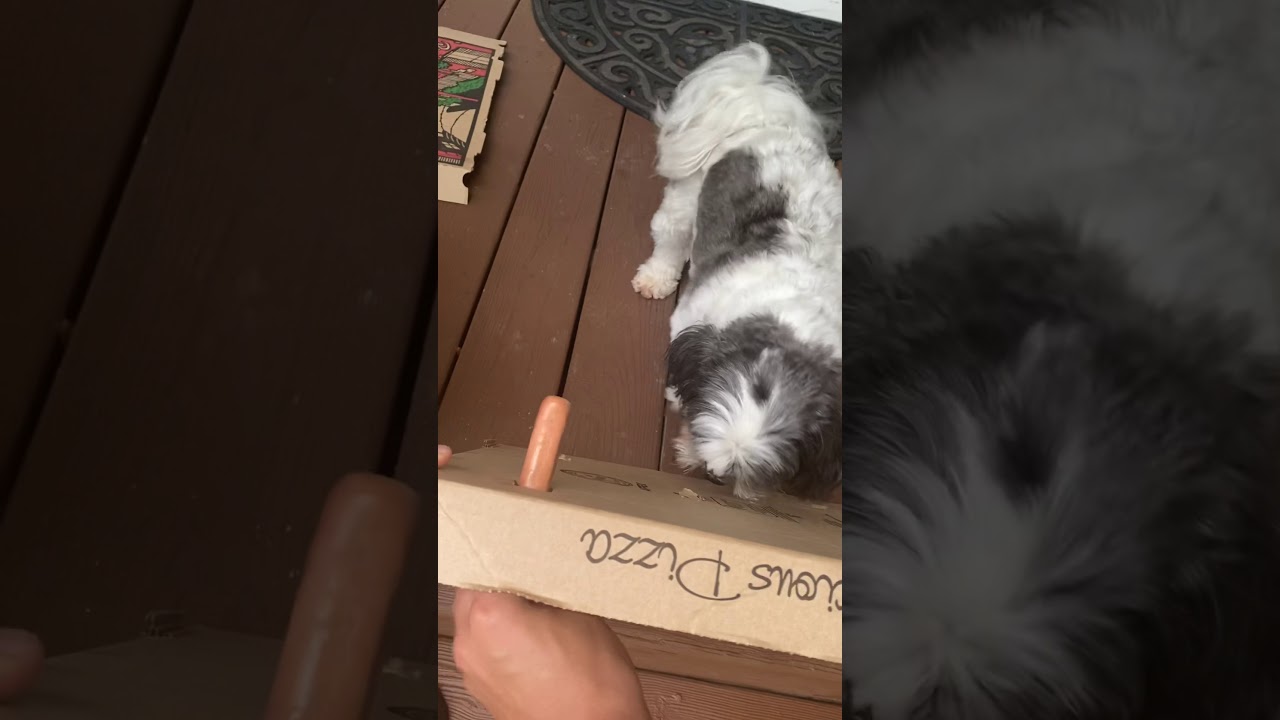 Hot dog prank with Shorty - YouTube