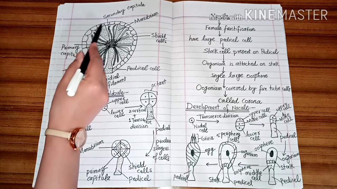 Reproduction of Chara ( development of Globule & Nucule) by The Pool of ...
