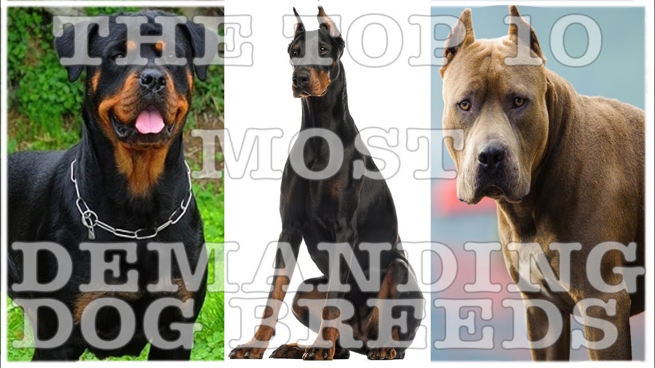 The Top 10 Most Demanding Dog Breeds of 2024 - YouTube
