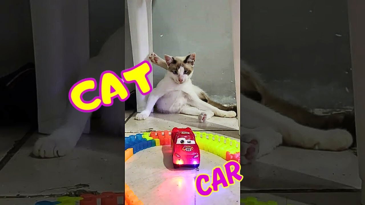 Cats vs Racing Cars *Cat Videos - YouTube