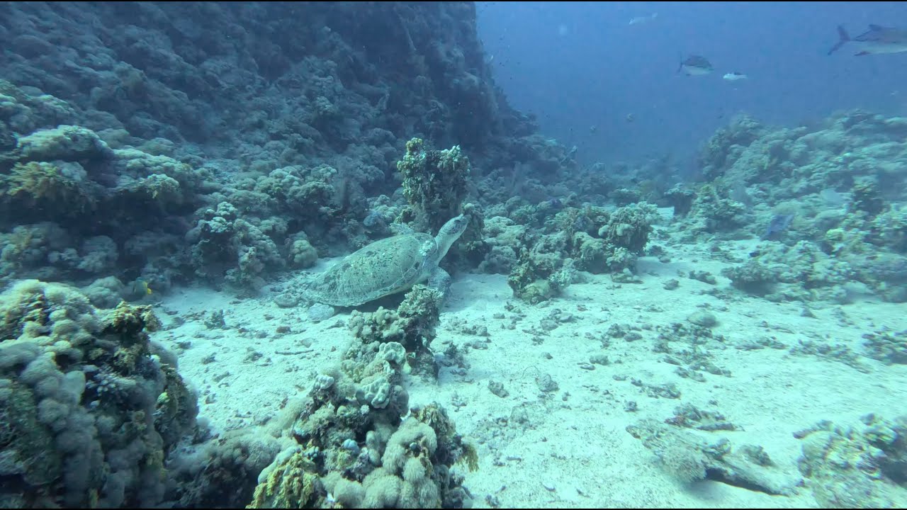 Diving in Yanbu August Days - YouTube