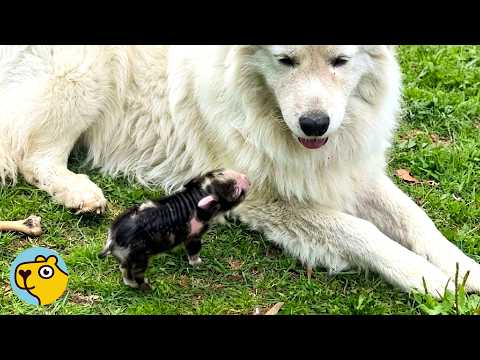 Tiny Piglet Was Rejected by His Mom, So He Found a New Family