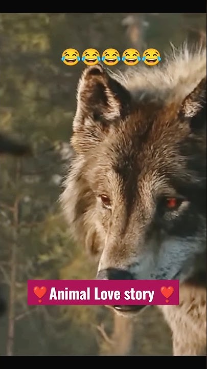 💞💞💞💞💞 animal lover story, vary emotional video #viral #bikash #trnding #shorts #love - YouTube