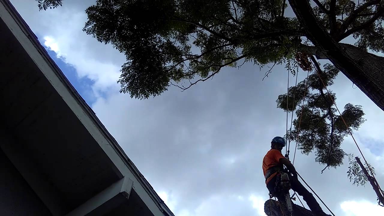 Dangerous tree limb removal over house - YouTube