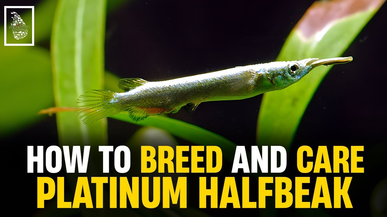 Expert Tips for Breeding Platinum Halfbeaks | Serendib Aquatics ...