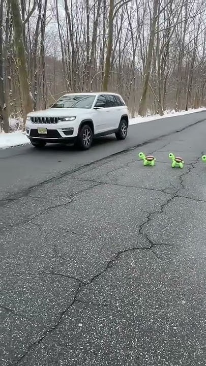 Tartarugas atropeladas? Car ran over turtles? - YouTube