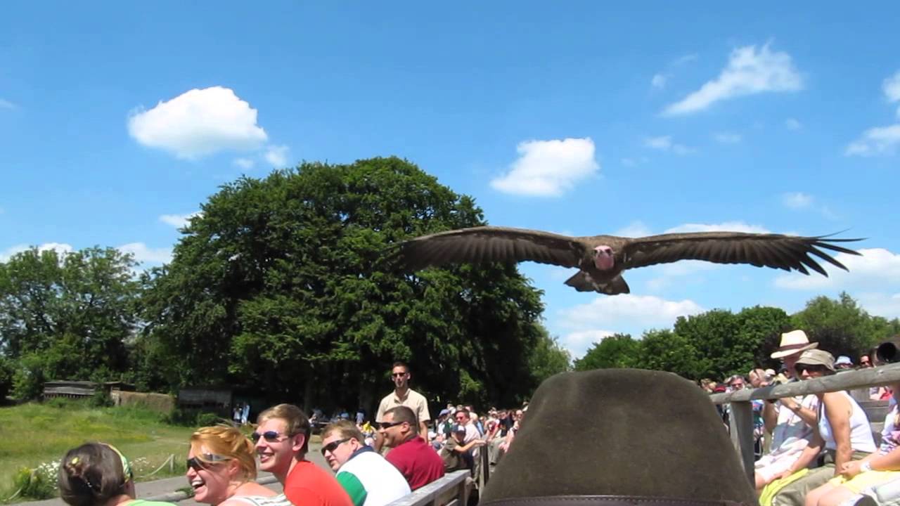 Andover Hawk Conservancy Trust - Vulture Flyby - YouTube