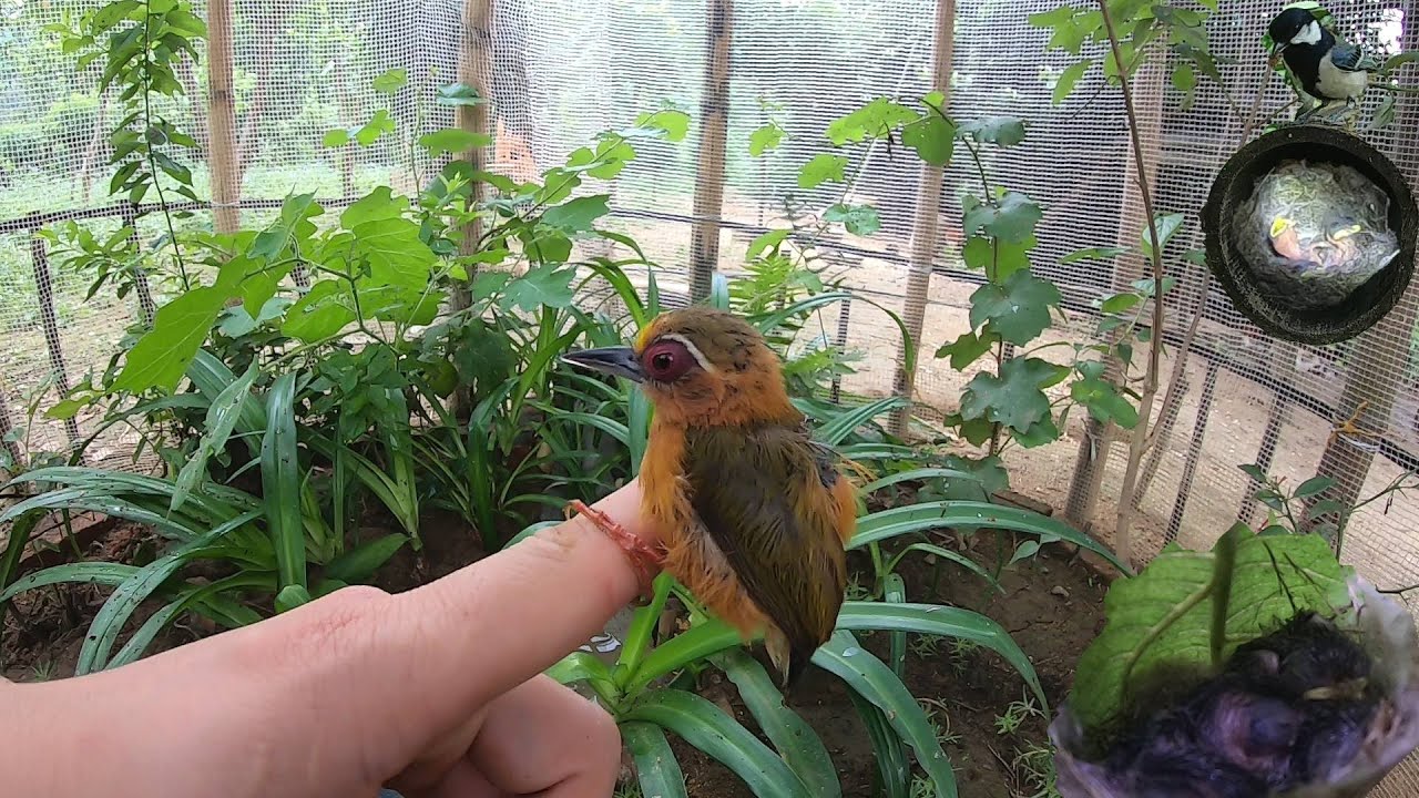Suddenly 2 bird nests in the farm have hatched, taking care of chicks ...
