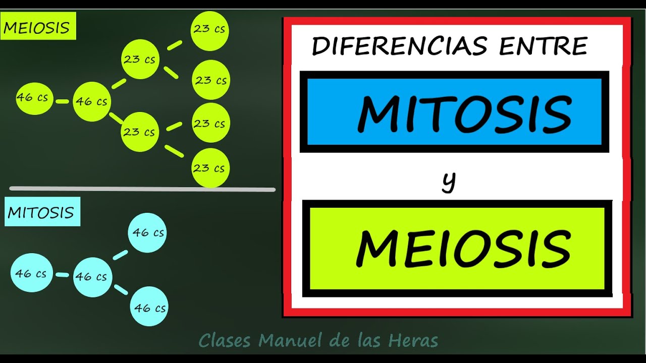 5 Diferencias Entre Mitosis Y Meiosis Cuadro Comparativo La División