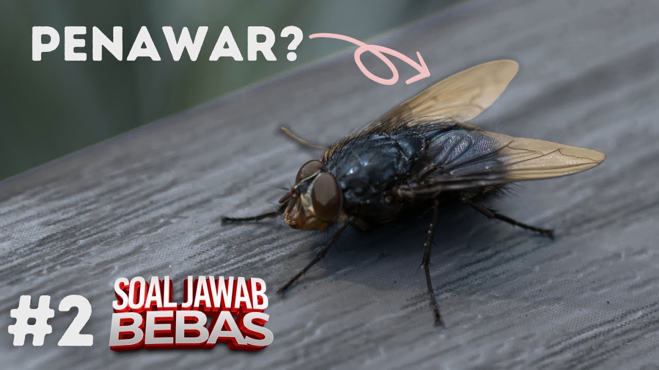 Sayap Lalat Adalah Penawar? Tapi ia Ada Dalam hadis Sahih! - YouTube