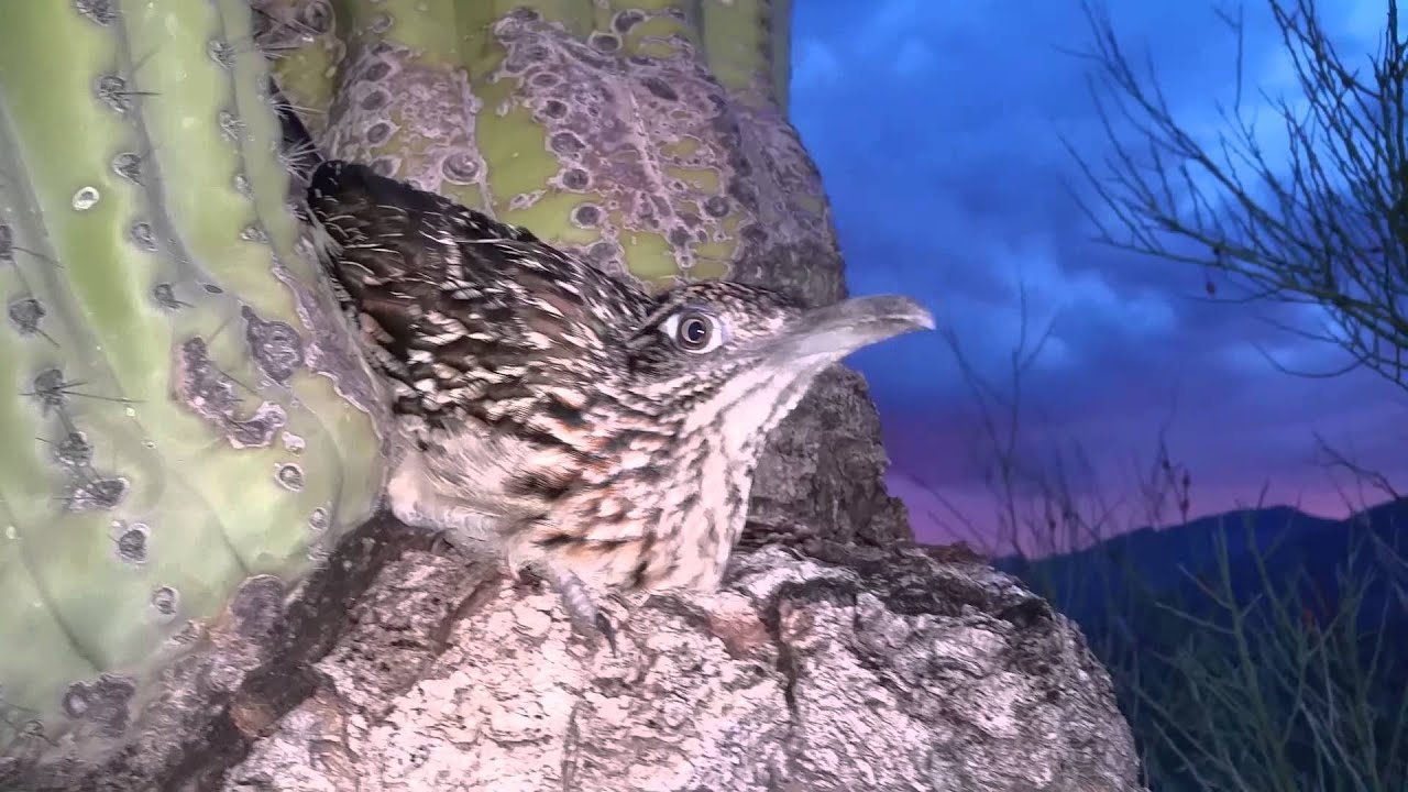 Greater Roadrunner going to sleep - YouTube