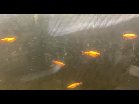 Easy fish to breed! Breeding fish in a 5 gallon bucket! - YouTube