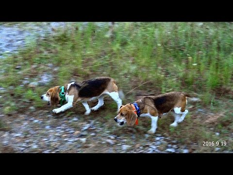 Skyview's Beagles Online Brace Contest. Sept. 19th 2016 - YouTube