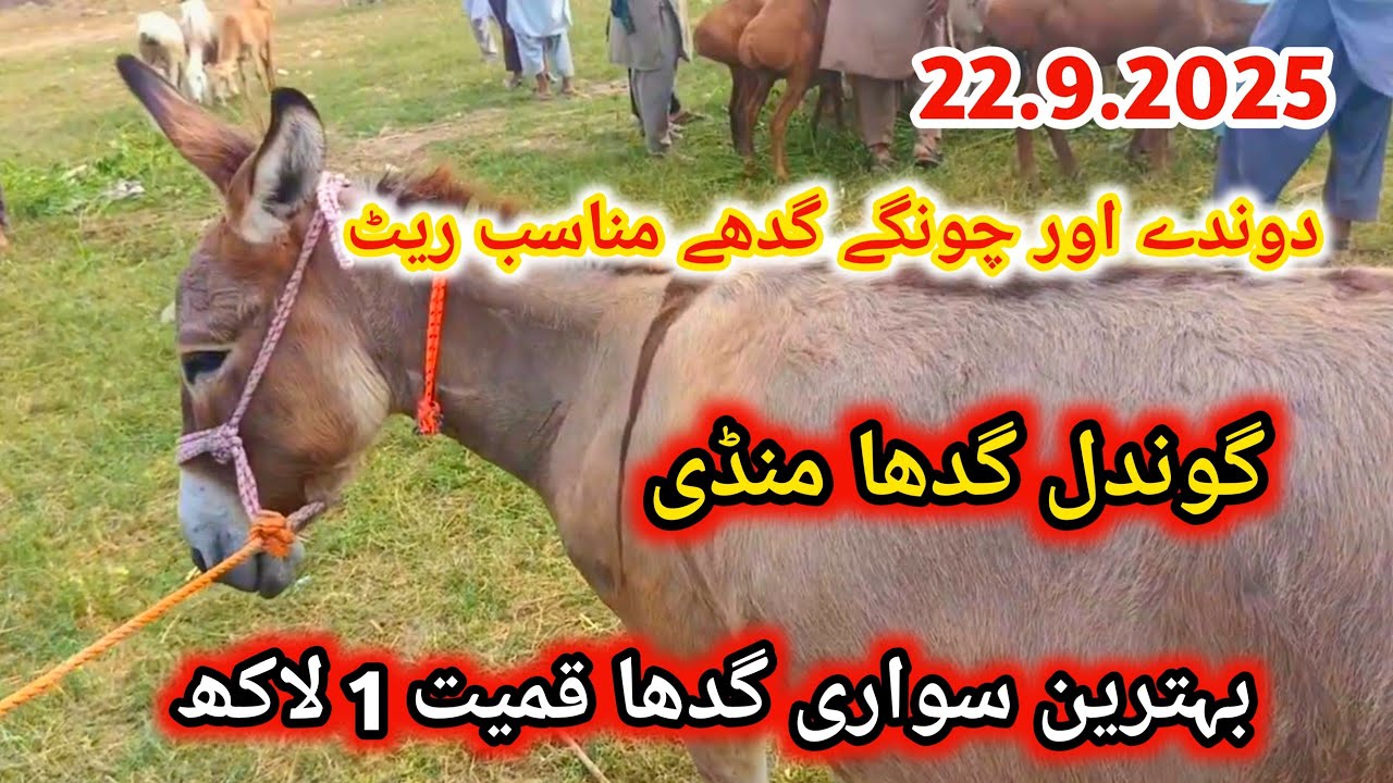 The Best Riding Donkey Prize 1 Lac | Gondal Ghadah Mandi - YouTube