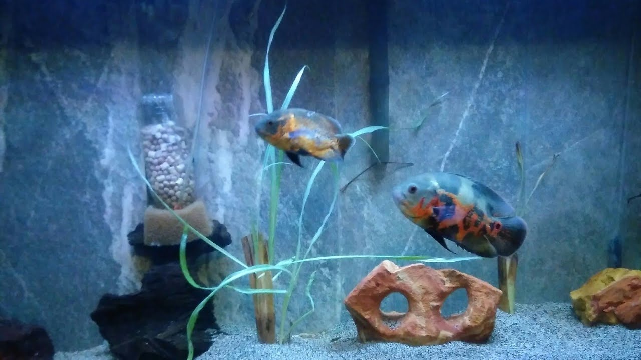 Lemon grass plant in fish tank - YouTube