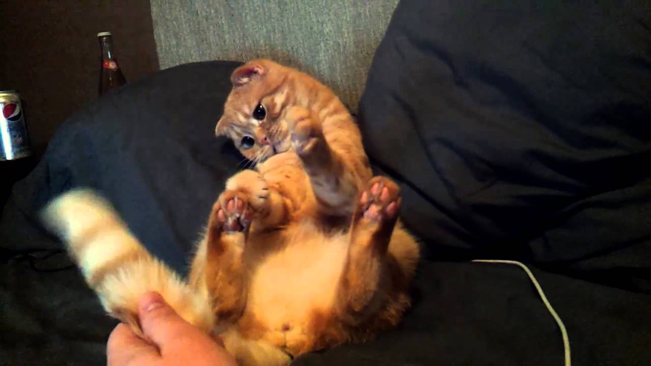 Grumbles Confused By His Own Tail - YouTube