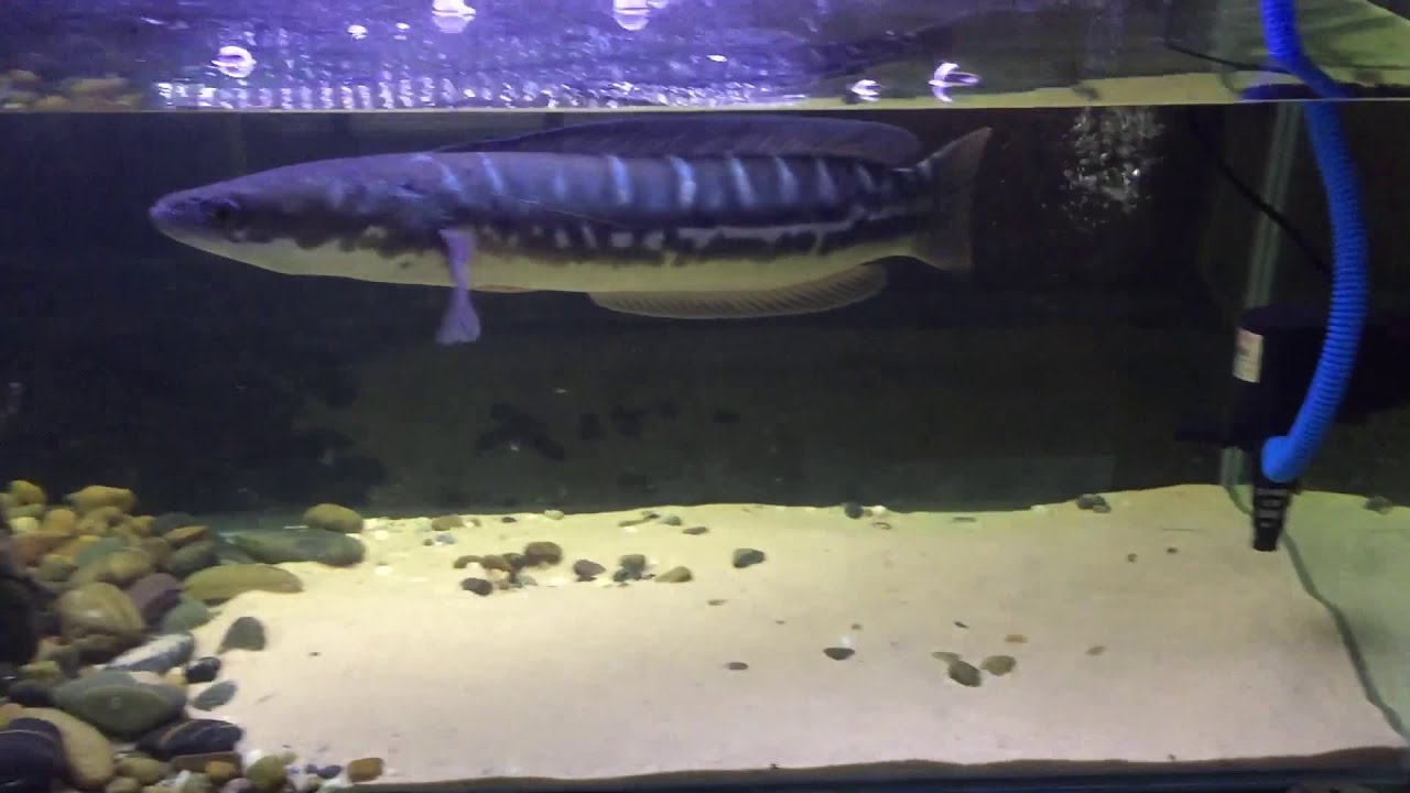 My snakehead fish 1 year in tank. - YouTube
