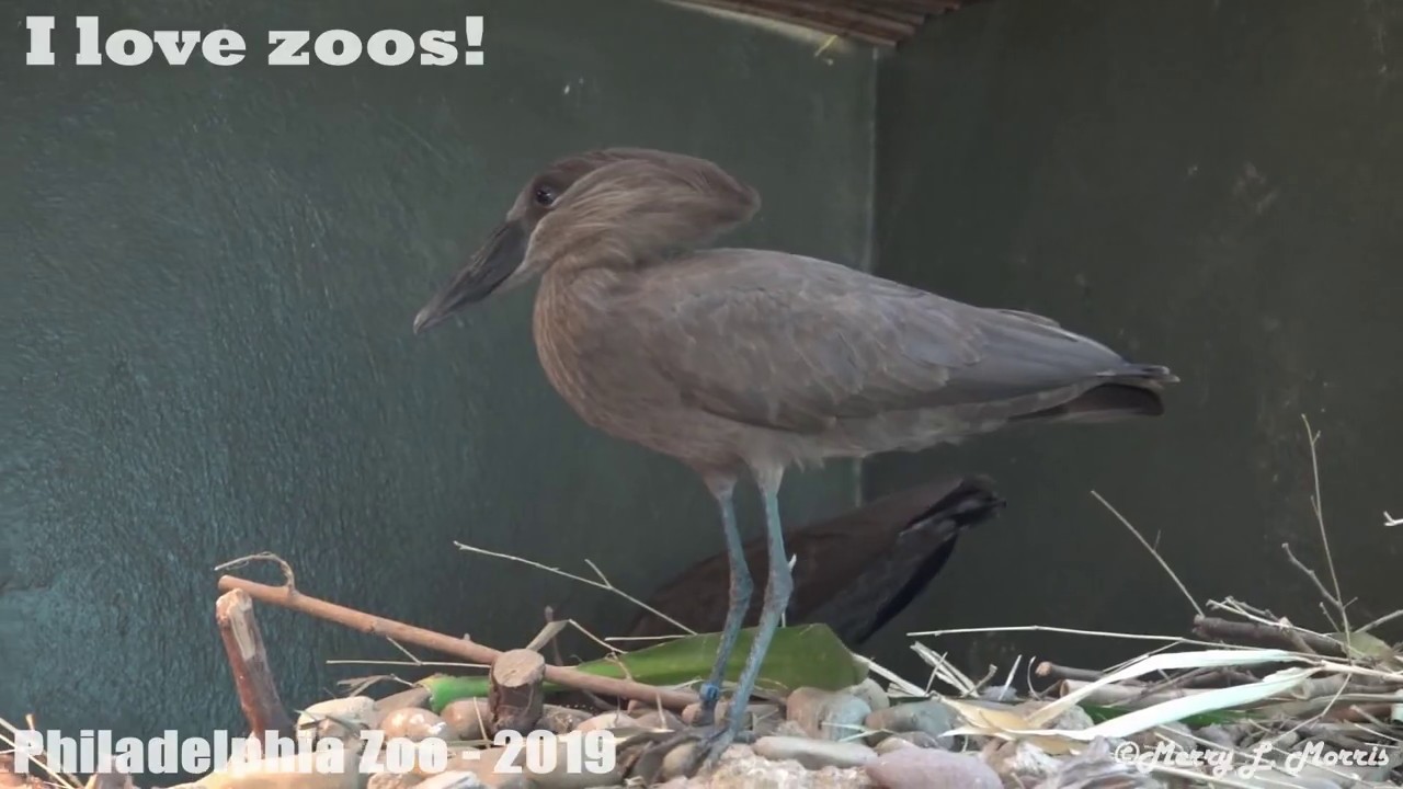 Philadelphia Zoo Hammerkops Building Nest - YouTube