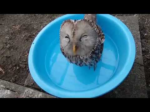 🦉 Su içen mutlu bir baykuş