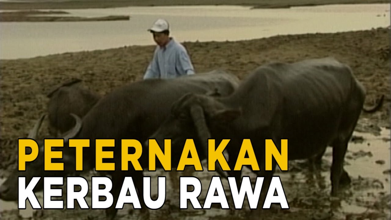 Desa air ini jadi sentra peternakan kerbau rawa di Sumatera Selatan ...