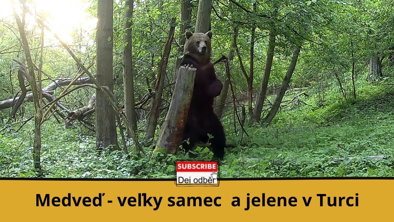 Medveď - veľký samec a jelene v Turci 💪🐻🦌🦌 - YouTube