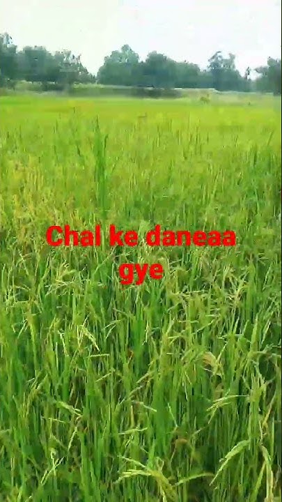 chawal ke Dane aa gaye thode dinon mein Pak jaenge FIR fasal katenge ... chawal ke Dane aa gaye thode dinon mein Pak jaenge FIR fasal katenge ...